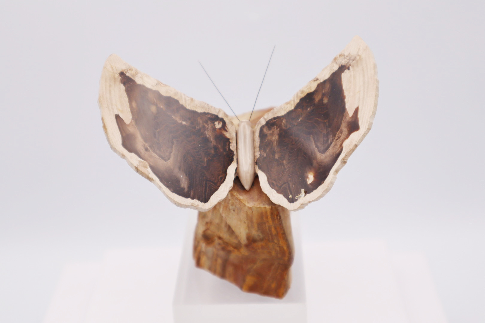 (Deaccessioned) Petrified wood butterfly carving - The Lizzadro Museum ...
