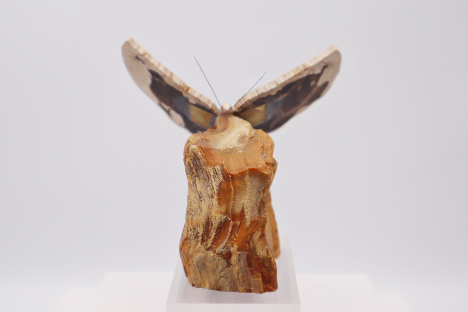 (Deaccessioned) Petrified wood butterfly carving - The Lizzadro Museum ...