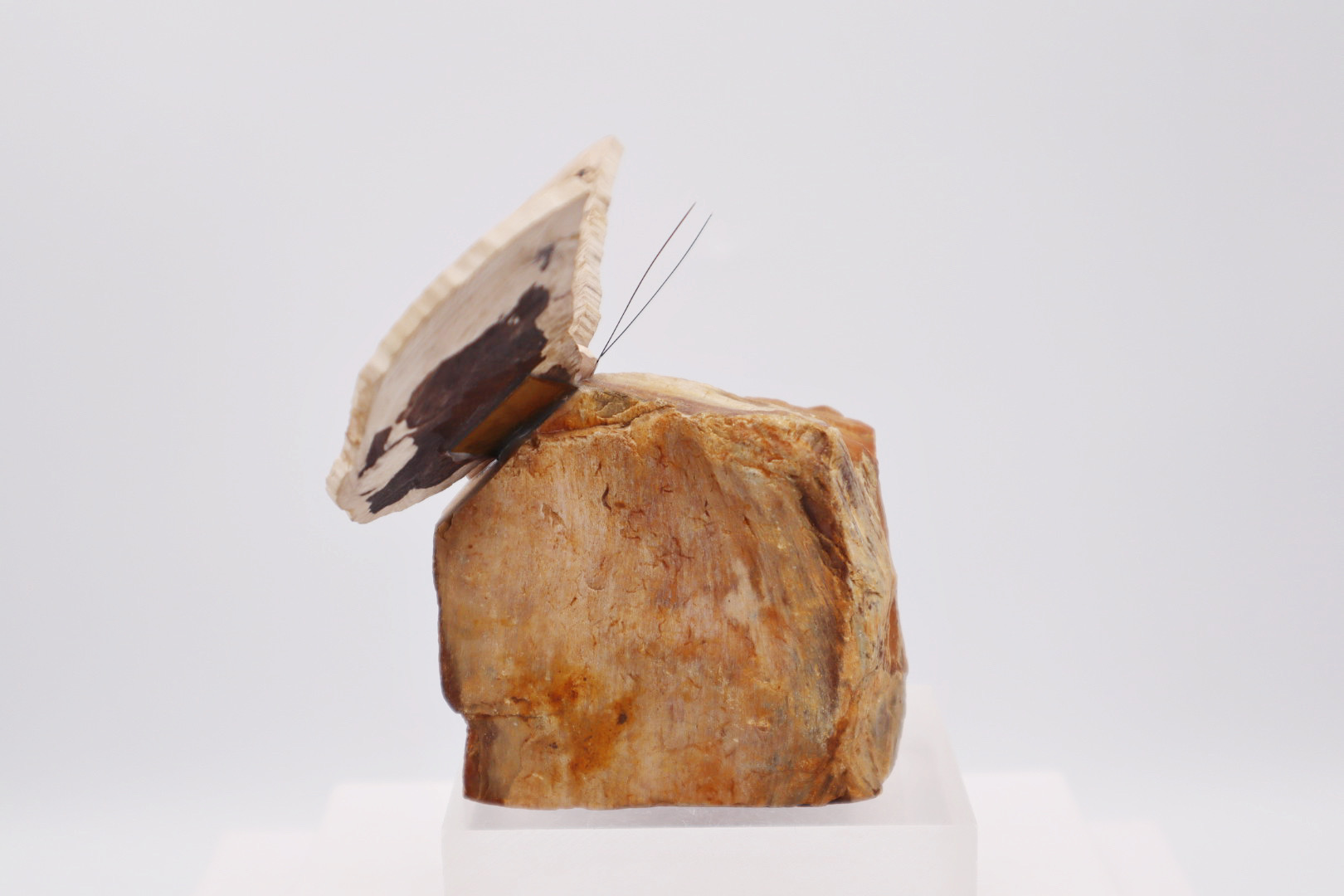 (Deaccessioned) Petrified wood butterfly carving - The Lizzadro Museum ...