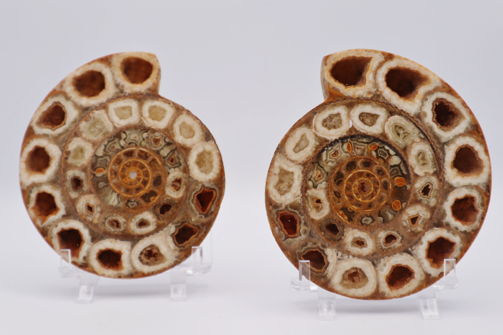4″ Ammonite pair - The Lizzadro Museum of Lapidary Art