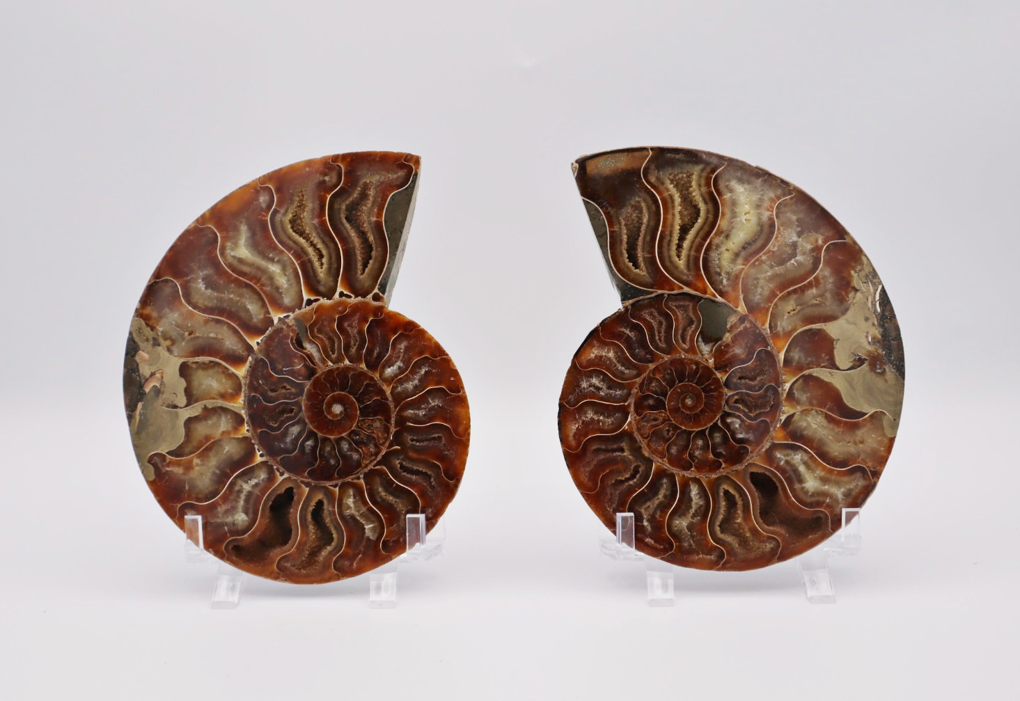 4″ Ammonite halves - The Lizzadro Museum of Lapidary Art