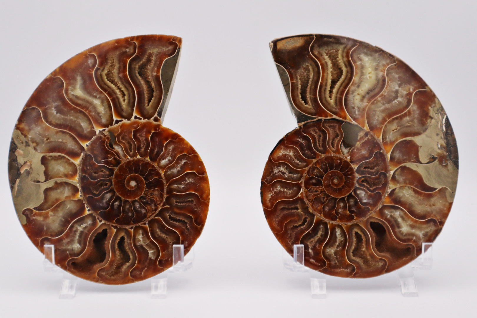 4″ Ammonite halves - The Lizzadro Museum of Lapidary Art